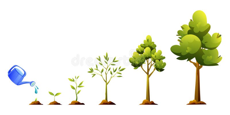 Tree Growth and Development Stages Stock Vector - Illustration of ...