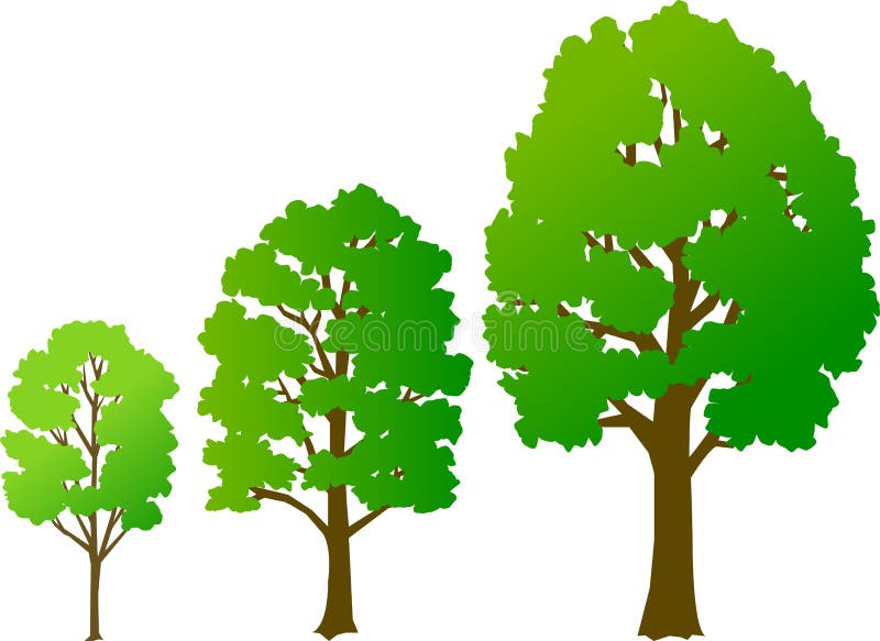 Tree Growth Stages/eps stock vector. Illustration of isolated - 4855988
