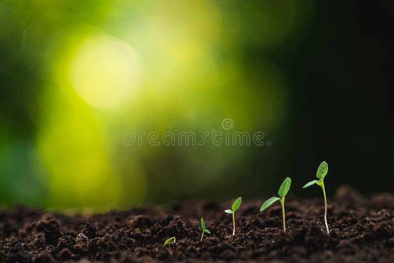 Tree Growth in Nature and Beautiful Lighting Stock Image - Image of ...