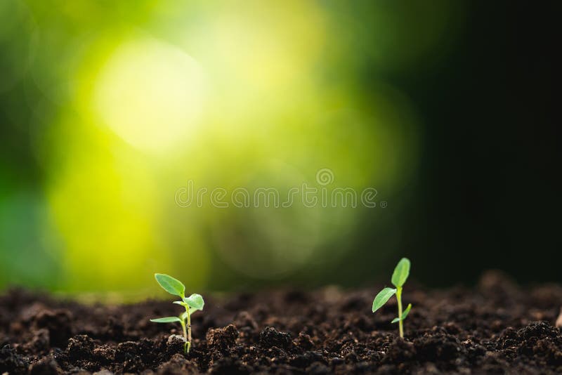 Tree Growth in Nature and Beautiful Lighting Stock Photo - Image of ...
