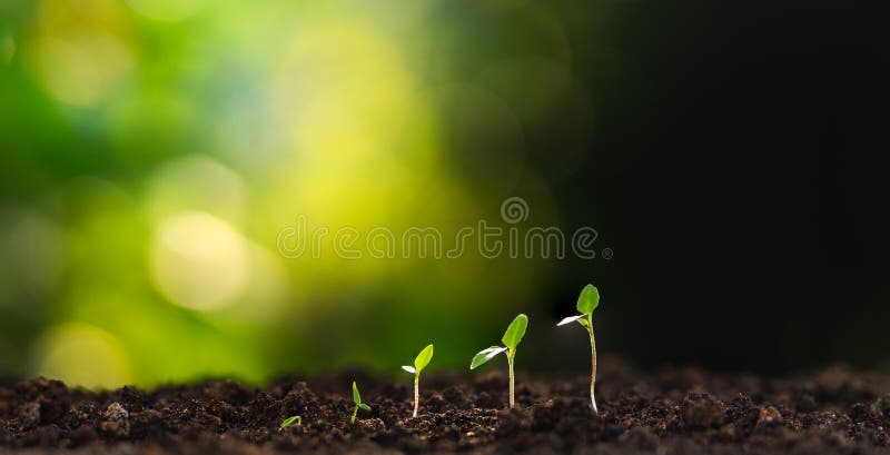 Tree Growth in Nature and Beautiful Lighting Stock Photo - Image of ...