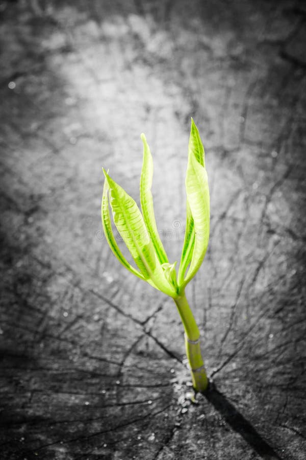 Tree growth stock photo. Image of birth, growth, renewal - 48758694