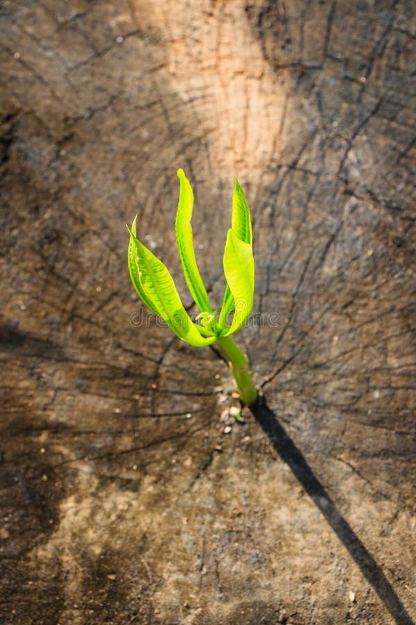 Tree growth stock photo. Image of hope, agriculture, innovation - 48758726