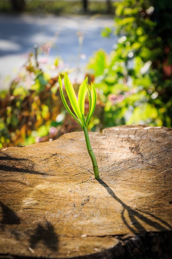 Tree growth stock photo. Image of opportunity, beginnings - 48758804