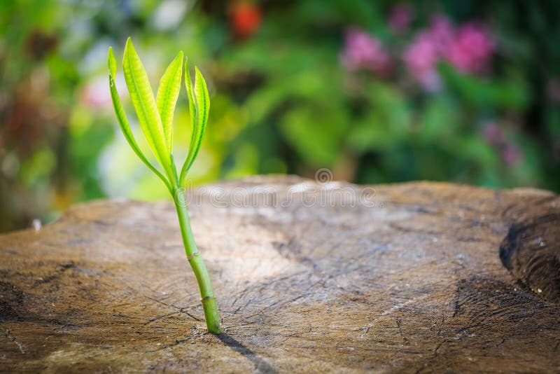 Tree growth stock photo. Image of fracture, change, career - 48758840