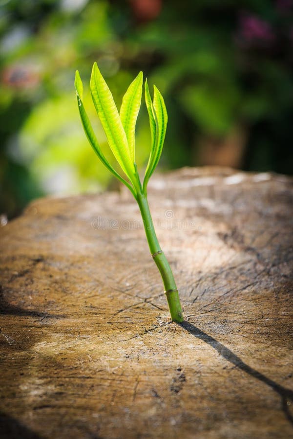 Tree growth stock image. Image of growth, business, dead - 48758849