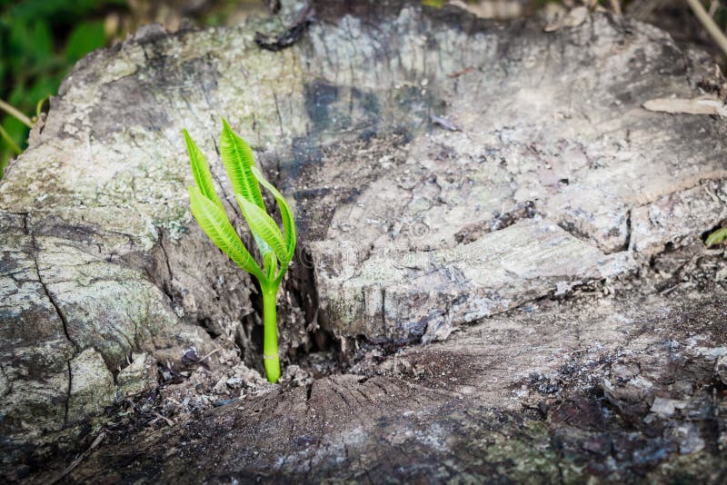 Tree growth stock image. Image of fracture, life, renewal - 48758939