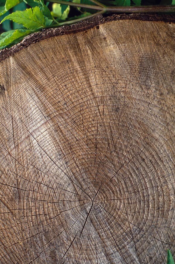 Tree Growth Rings stock image. Image of growth, trunks - 28946313