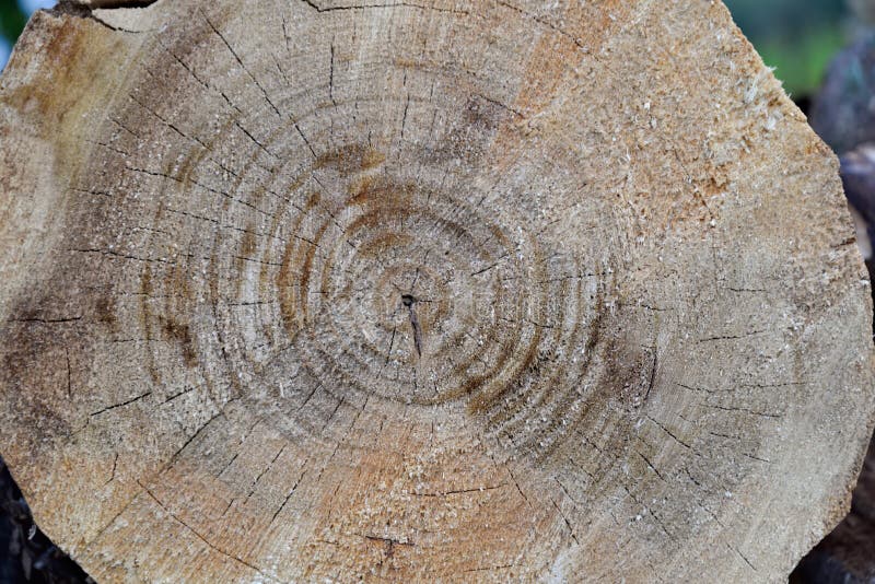 Tree growth rings stock photo. Image of wood, lumber - 110013610