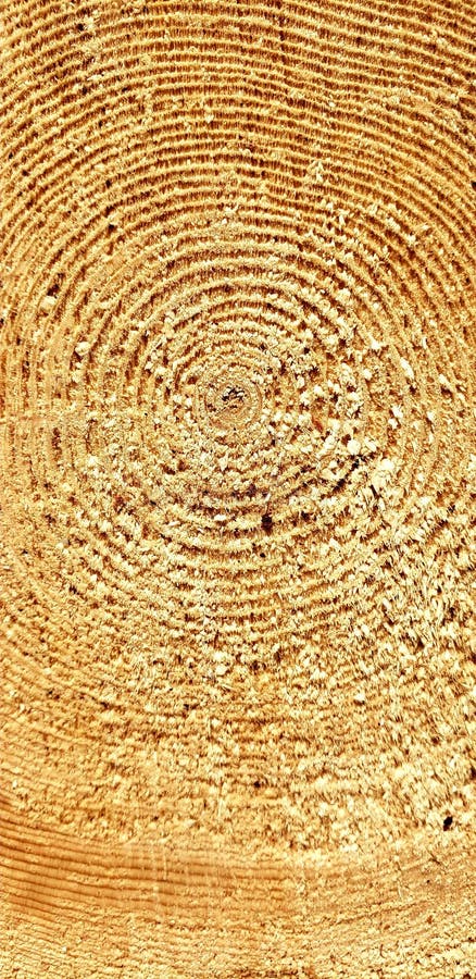 Tree growth rings stock image. Image of rings, wallpaper - 142807969
