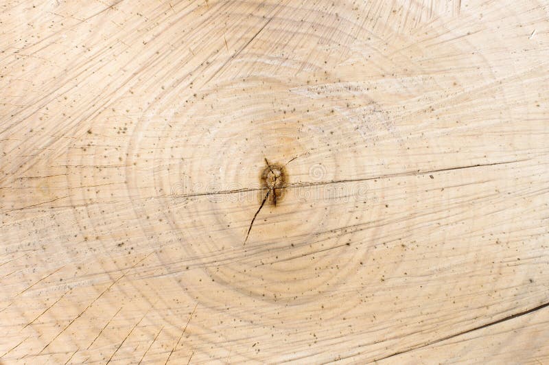 Tree Growth Rings in the Wood Texture Stock Photo - Image of forest ...