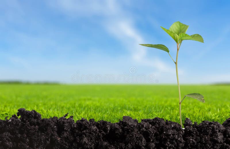 Tree Growth stock image. Image of agriculture, organic - 62039863