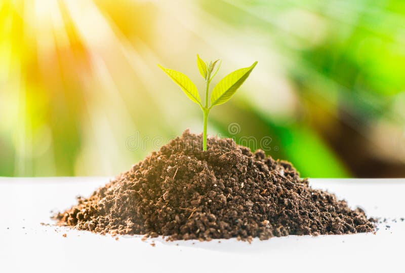 Tree growth stock photo. Image of leaf, pouring, nature - 94784170