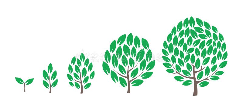 Tree Growth Stages. Seedling Development Stage Infographic. Animation ...