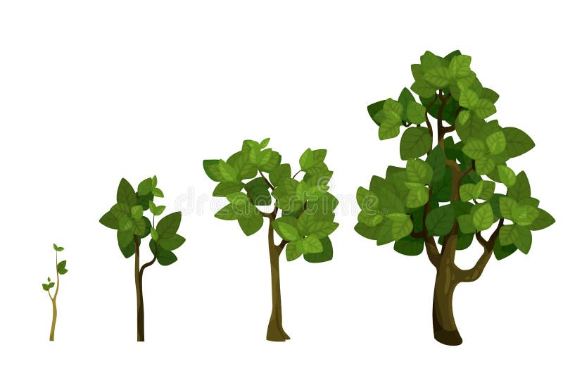 Tree Growth Stages Isometric Vector Illustration. Green Sapling ...