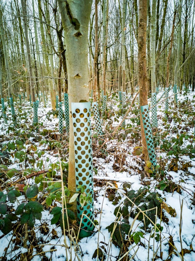 Tree Guard System in the Winter Forest of Germany Stock Photo - Image ...