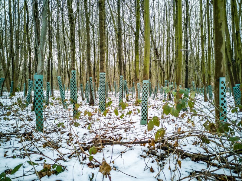 Tree Guard System in the Winter Forest of Germany Stock Image - Image ...
