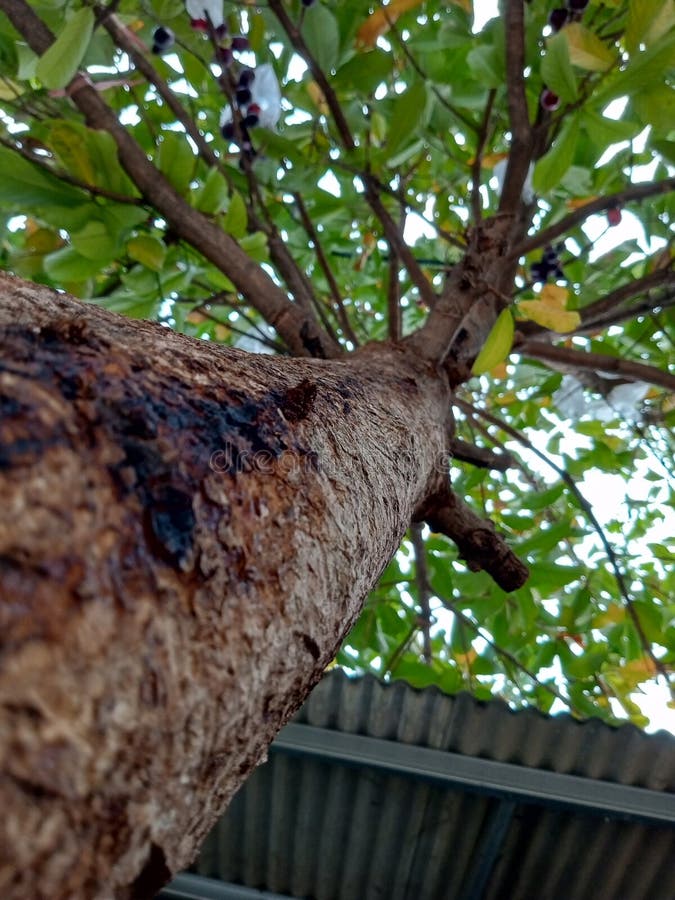 The Tree Guava from Indonesian Local Fruit so Delicious Stock Photo ...