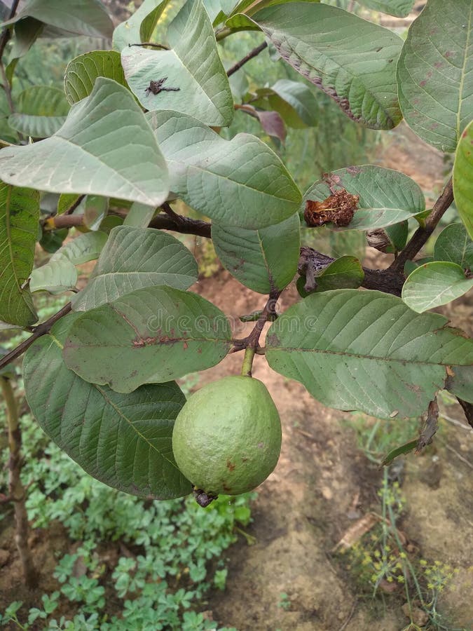 Gwava Leaf Stock Photos - Free & Royalty-Free Stock Photos from Dreamstime