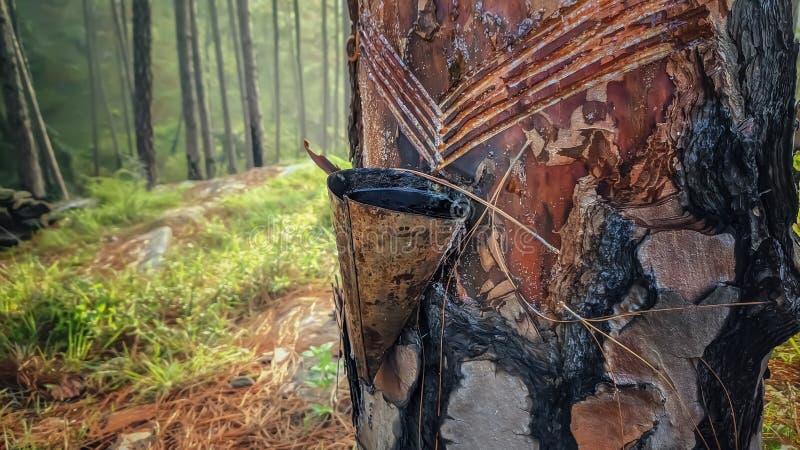 Tree gum collector stock image. Image of forest, tree - 190087245