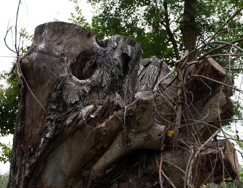 This Tree Had Been Cut Down Long Ago. Stock Image - Image of branch ...