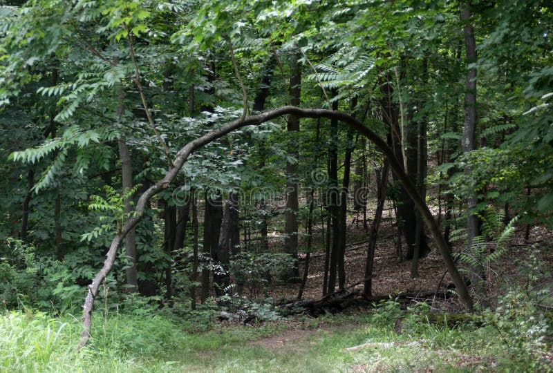 165 Tree Forming Natural Arch Stock Photos - Free & Royalty-Free Stock ...