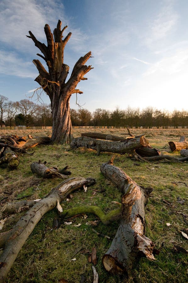 Tree Half-felled with Branches Laying on the Ground Stock Photo - Image ...