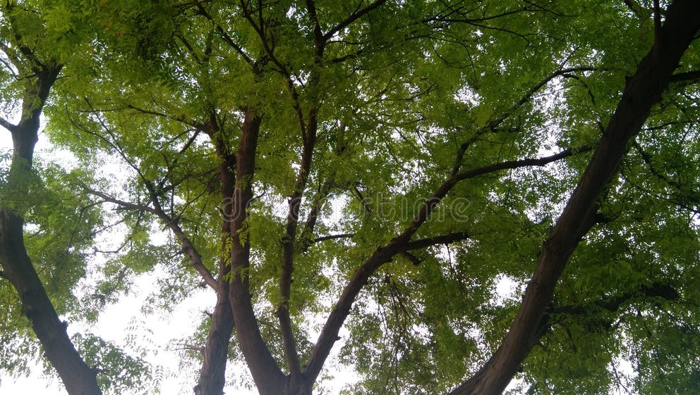 Tree of Half Pic |Beauful Trees Pics Stock Image - Image of trees, tree ...