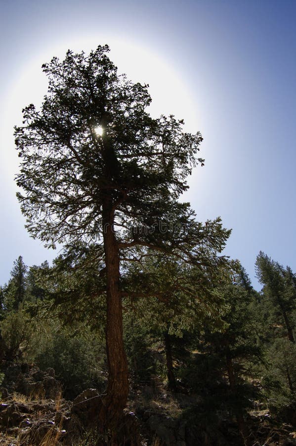 Tree with Halo stock photo. Image of mountain, tree, light - 758138
