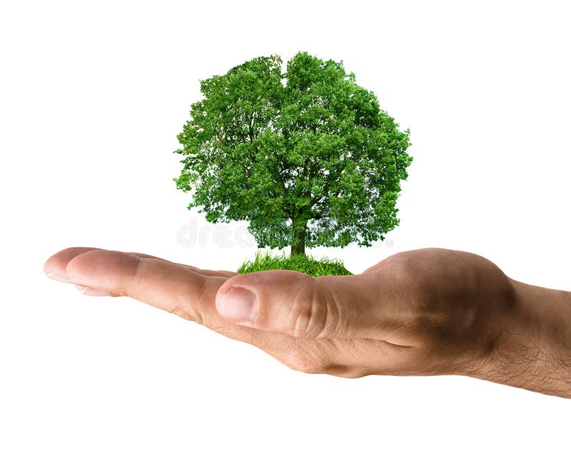 Tree in Hand stock photo. Image of idea, grow, holding - 10027500