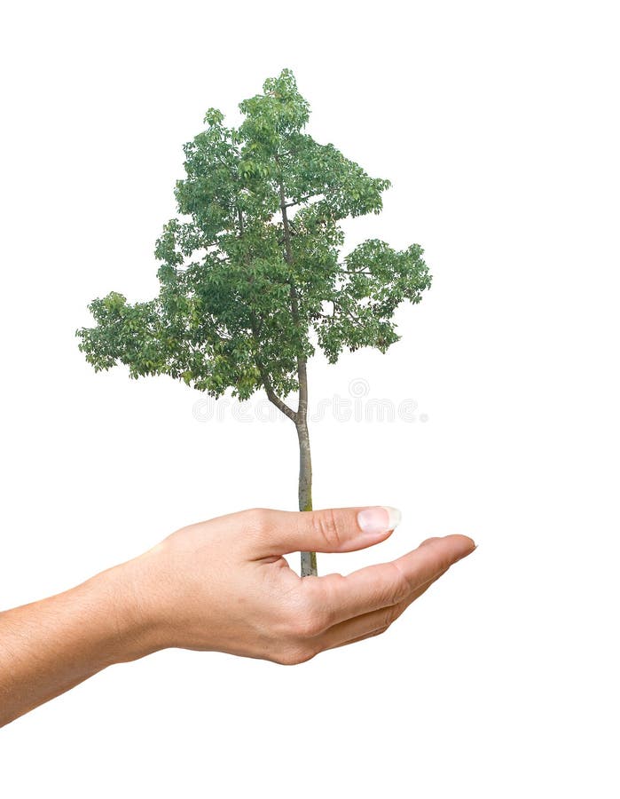 Hand with tree stock image. Image of palm, person, protection - 10115331