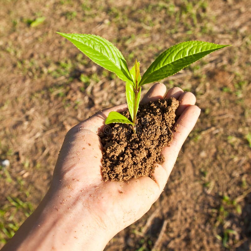 Tree in hand stock image. Image of ecosavy, hand, soil - 19636559