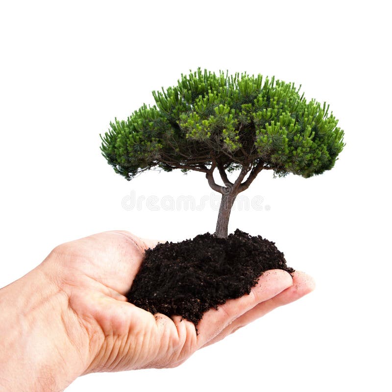 Tree in hand stock photo. Image of tree, isolated, copy - 25666030