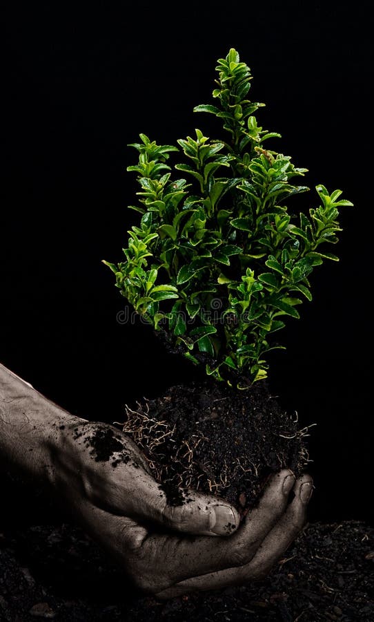 Tree in Hand stock image. Image of growth, holding, environment - 8374559