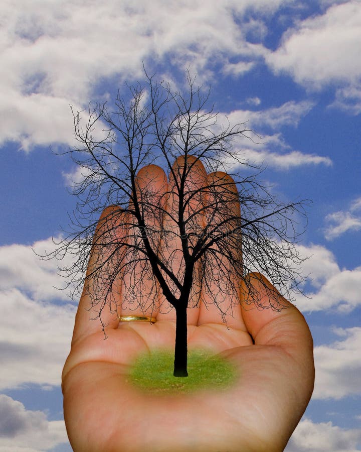 Tree in hand stock image. Image of sprout, soil, plant - 19941449
