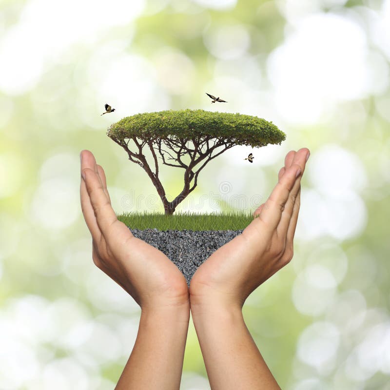 Tree in Hand with Green Grass and Ground. Stock Photo - Image of ...