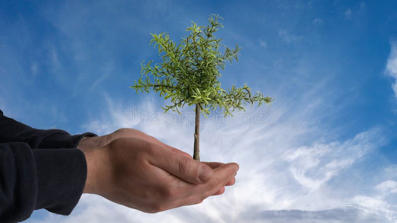A tree on hand stock photo. Image of agriculture, care - 68759280