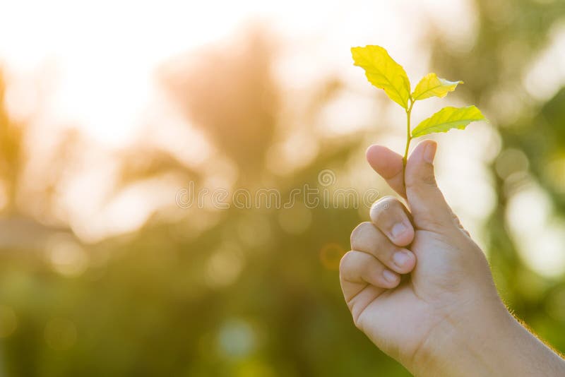 Tree in hand stock photo. Image of grows, growing, human - 127950738