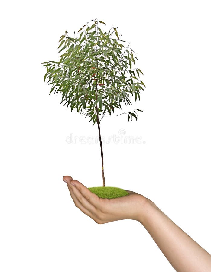 Hand with tree stock photo. Image of growing, isolation - 9580120