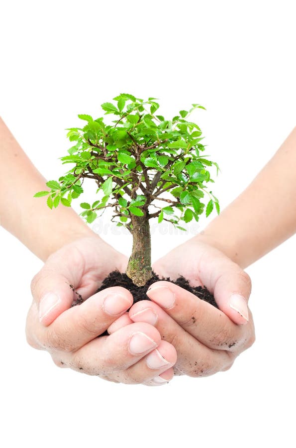 Tree in hands stock image. Image of tree, trunk, roots - 22252899
