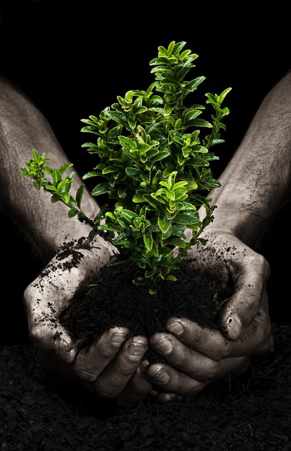 Tree in Hands stock photo. Image of conservation, move - 8374574