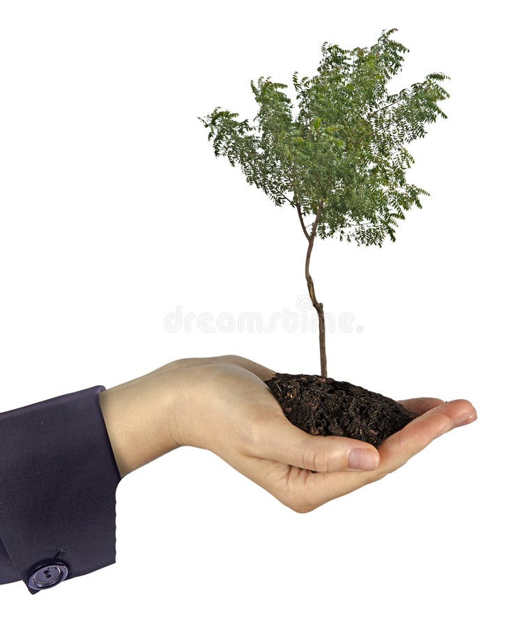 Tree in hands stock photo. Image of isolated, nature - 248190166