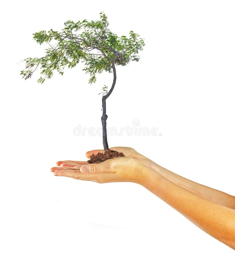 Tree in hands stock photo. Image of plant, credit, palm - 16572374