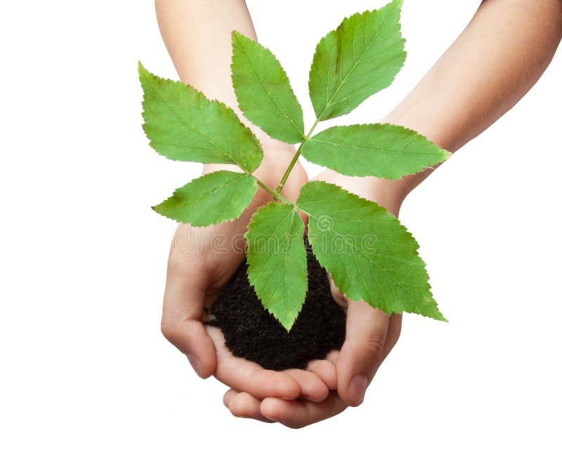 Tree in hands stock image. Image of gardening, plant - 36110509