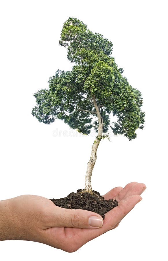 Tree in hands stock image. Image of closeup, flora, hand - 237567663
