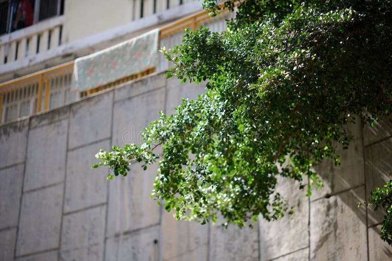 Tree Hanging from a Balcony in Hong Kong. Stock Photo - Image of hong ...