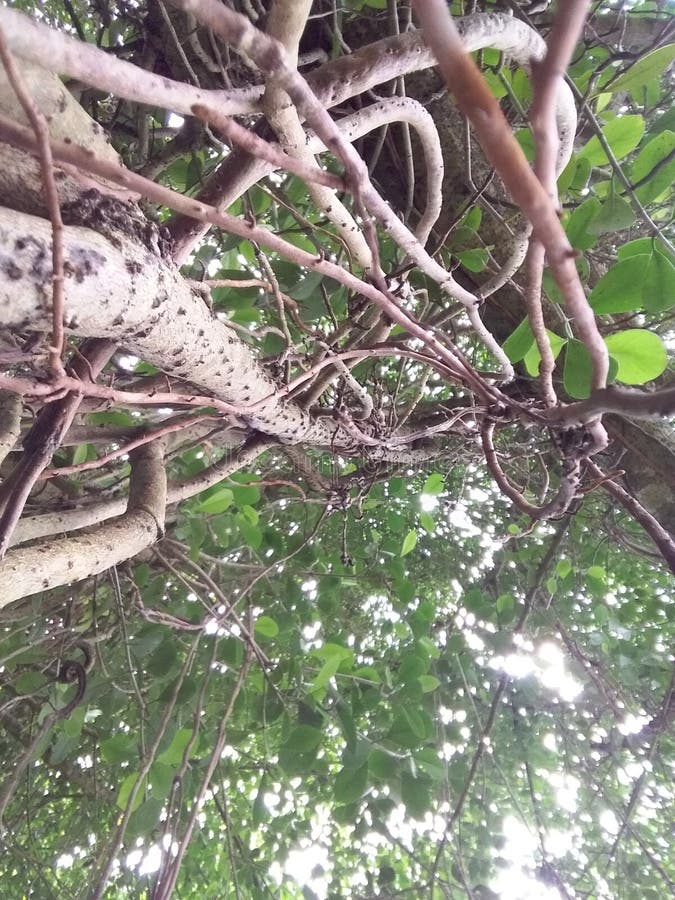 Tree with Hanging Iong Roots Stock Photo - Image of leaf, plant: 206171154