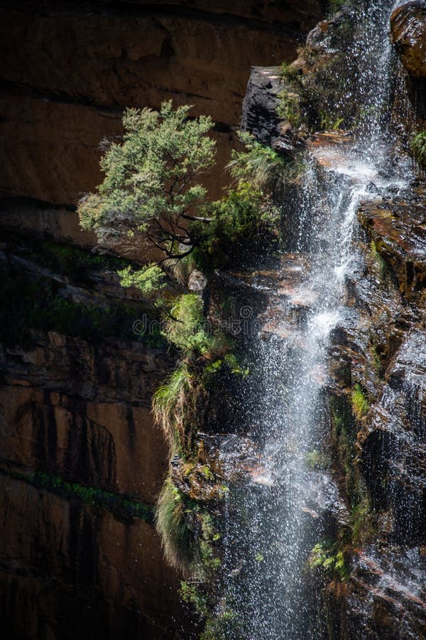 Tree Hanging Off the Side of a Waterfall Cliff Stock Photo - Image of ...