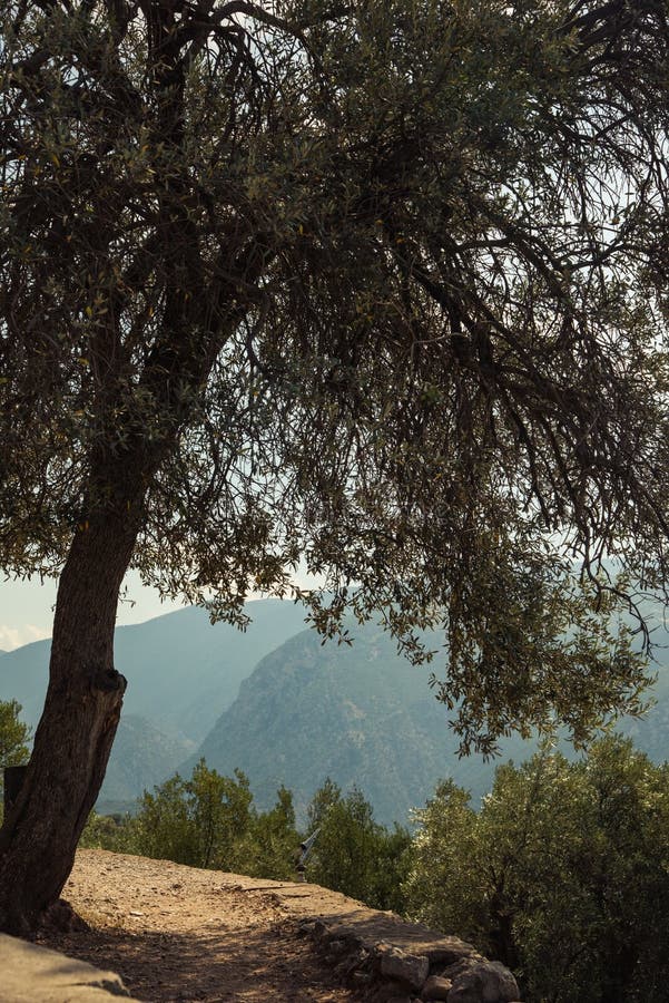 Tree Hanging Over the Cliff Stock Photo - Image of cliff, birch: 129970208