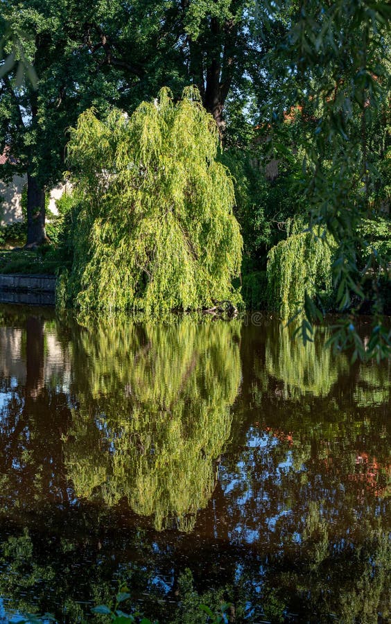 Tree Hanging Over River Making Nice Reflection in Water Stock Photo ...